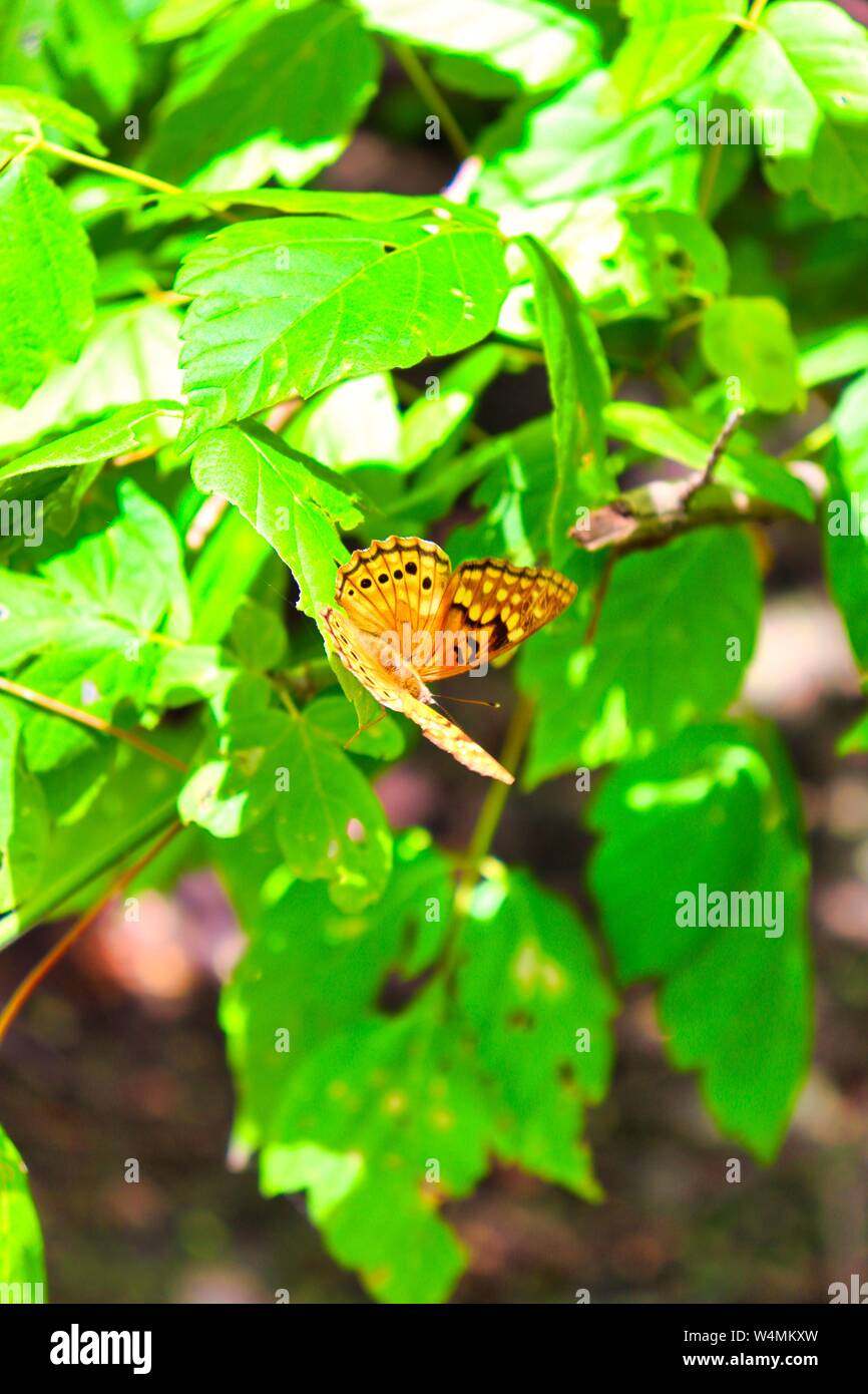 Tawny Emperor Butterfly Stock Photo - Alamy