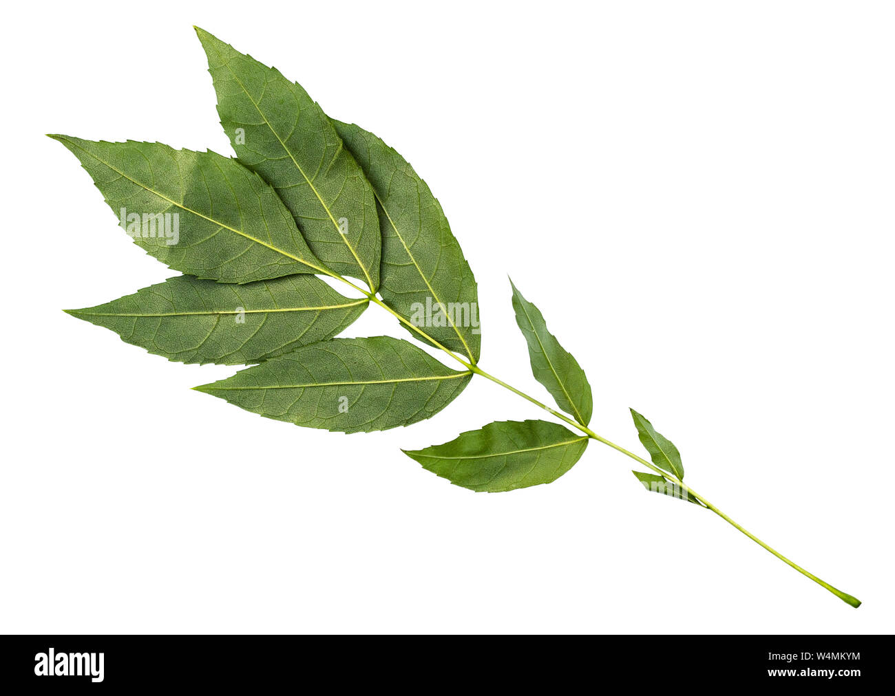 back side of fresh green twig of common ash tree cut out on white ...
