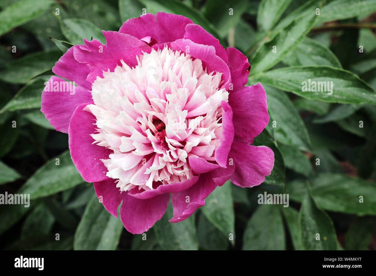 Beautiful blooming peony flowers in hi-res stock photography and images ...