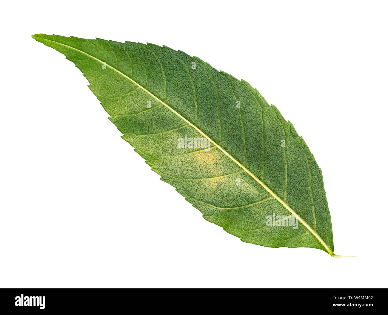 back side of fresh green leaf of common ash tree cut out on white ...