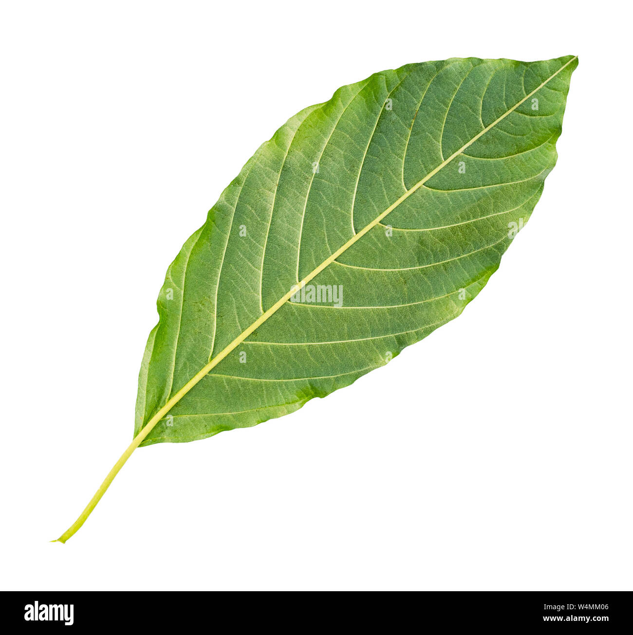 Beech tree leaf cutout hi-res stock photography and images - Alamy