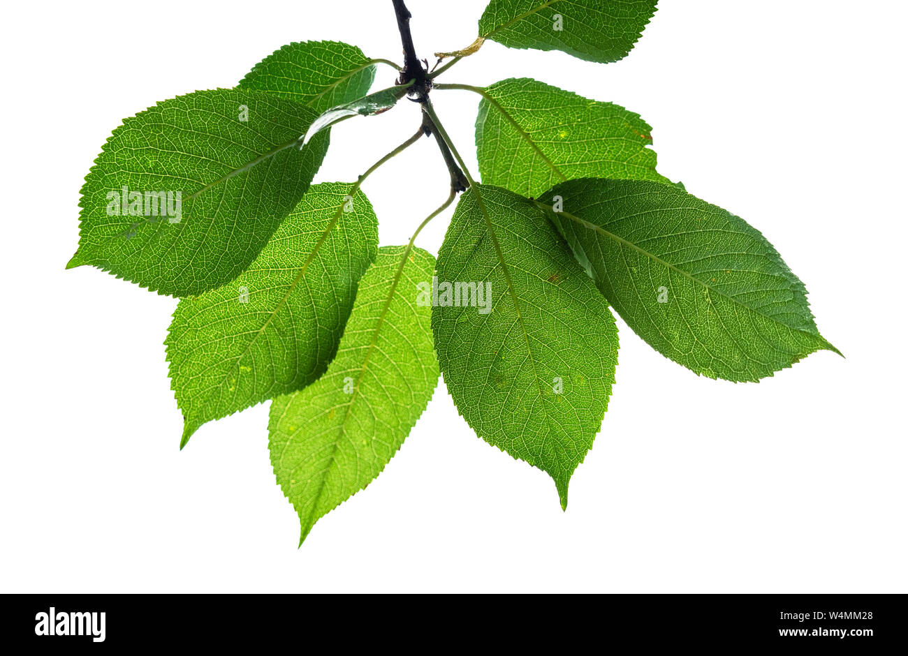 green leaves of wild cherry tree cut out on white background Stock ...