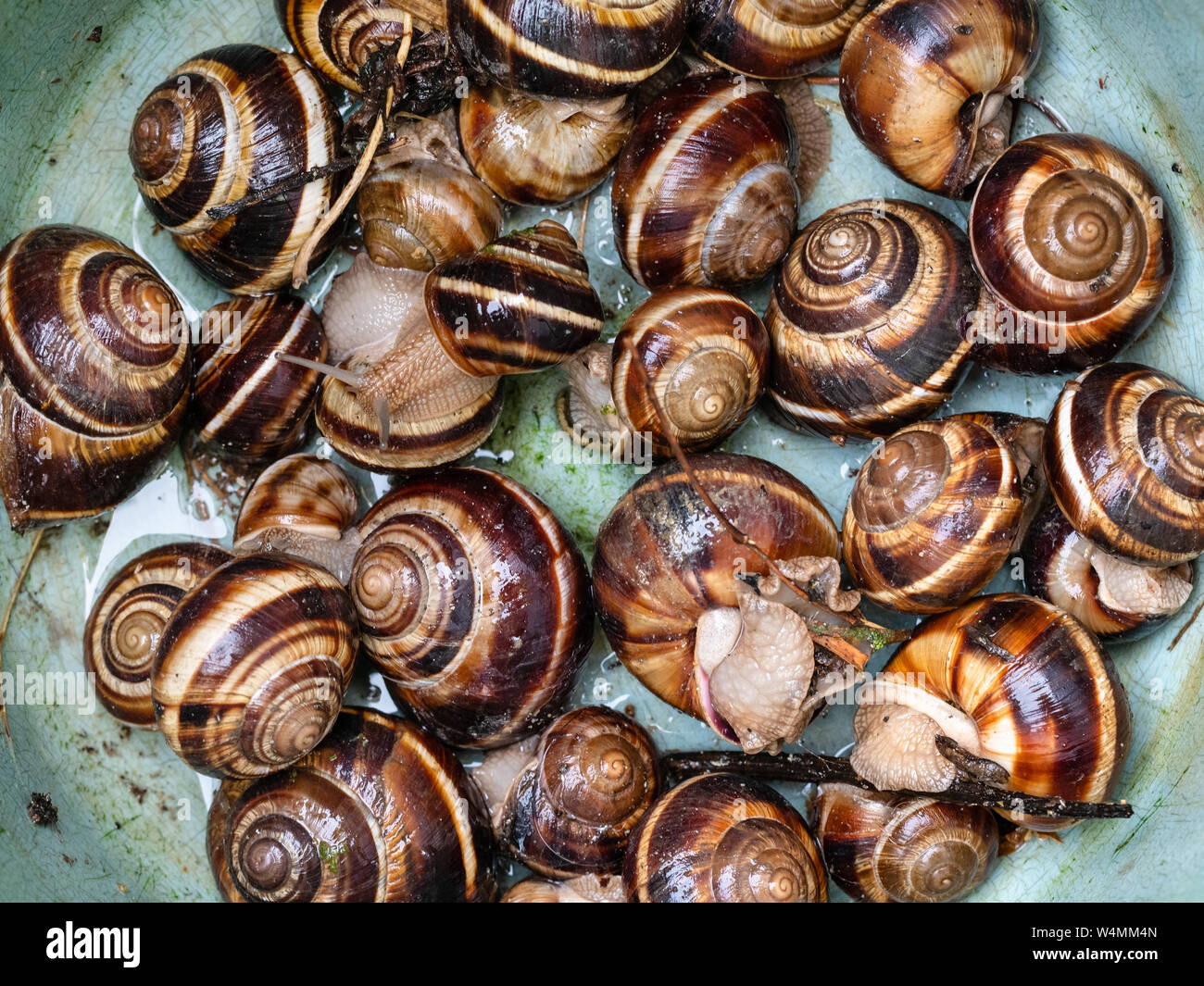 Turkish snail hi-res stock photography and images - Alamy