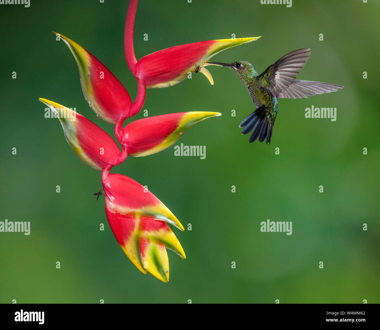Animals, Birds, A female Green-crowned Brilliant Hummingbird, Heliodoxa ...