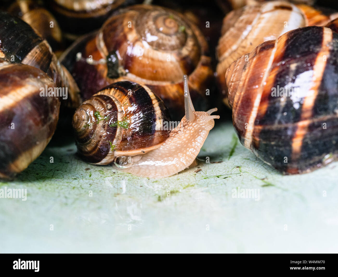 Dirty snail hi-res stock photography and images - Alamy