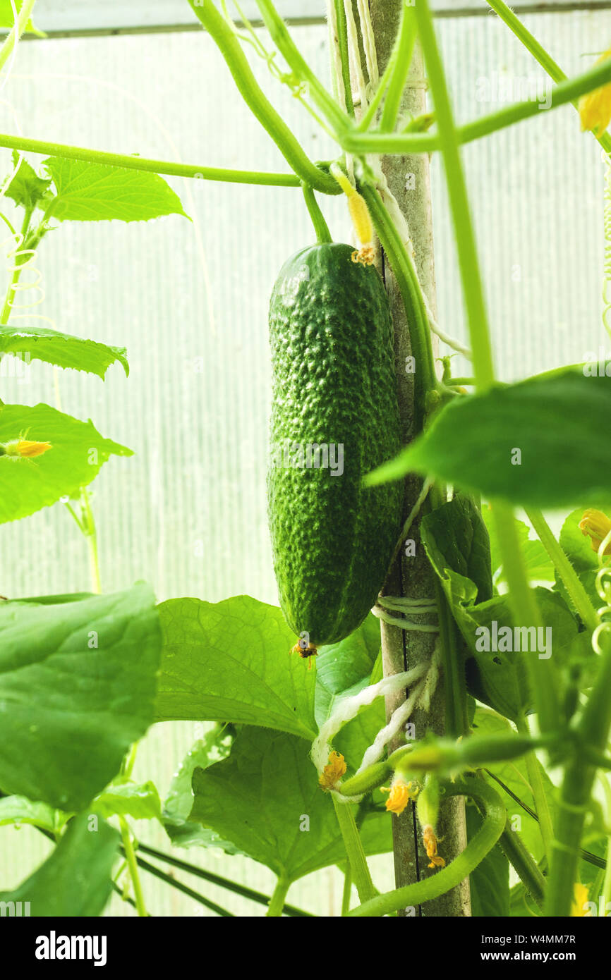 Bush cucumber plant growing in the home greenhouse Stock Photo - Alamy