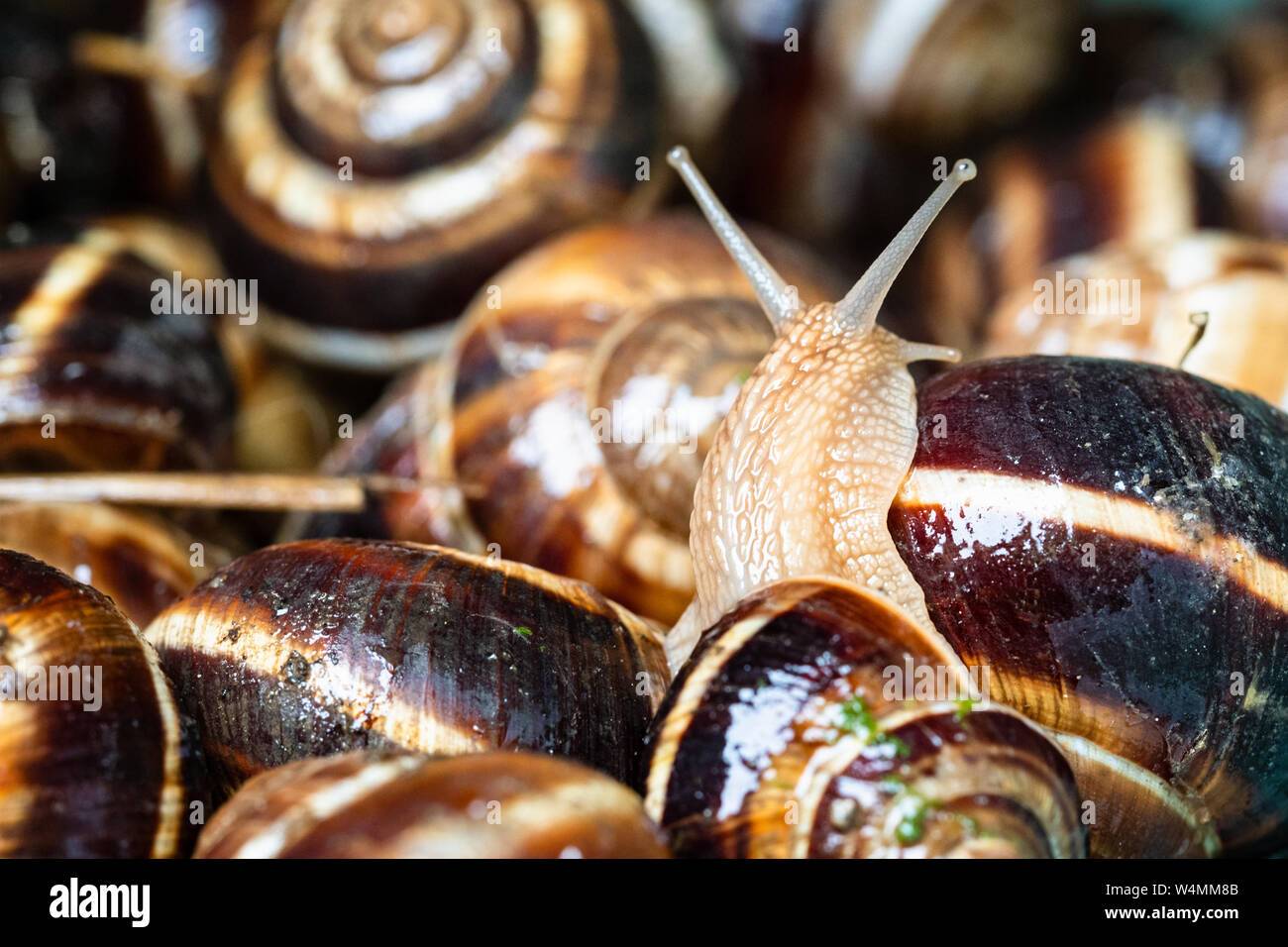 Turkish snail hi-res stock photography and images - Alamy