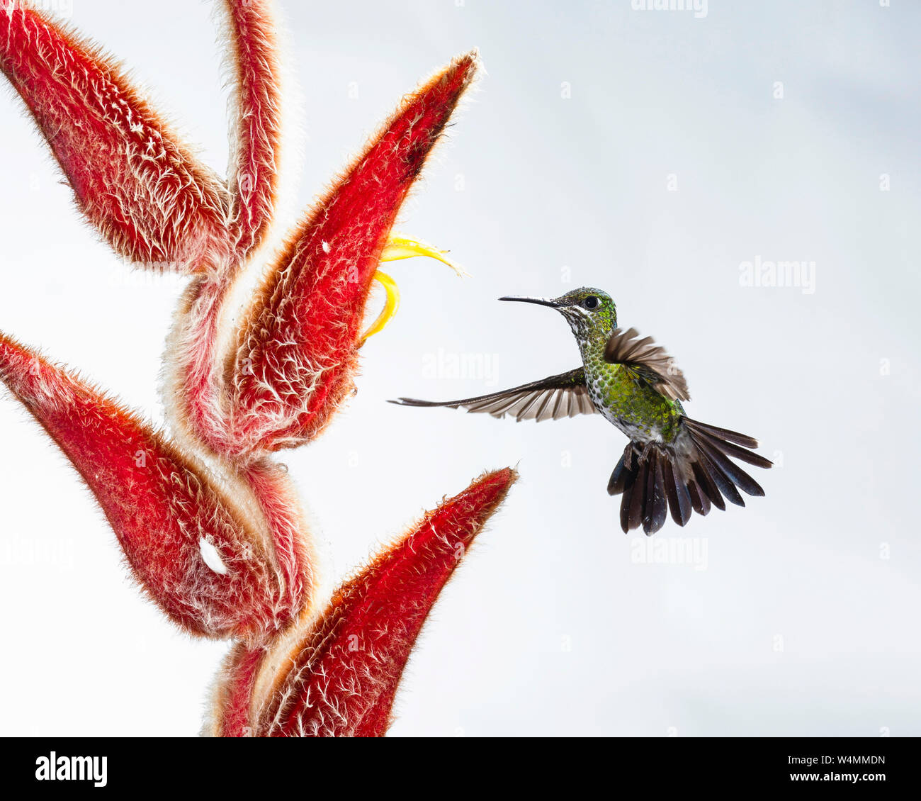 Animals, Birds, A female Green-crowned Brilliant Hummingbird, Heliodoxa ...