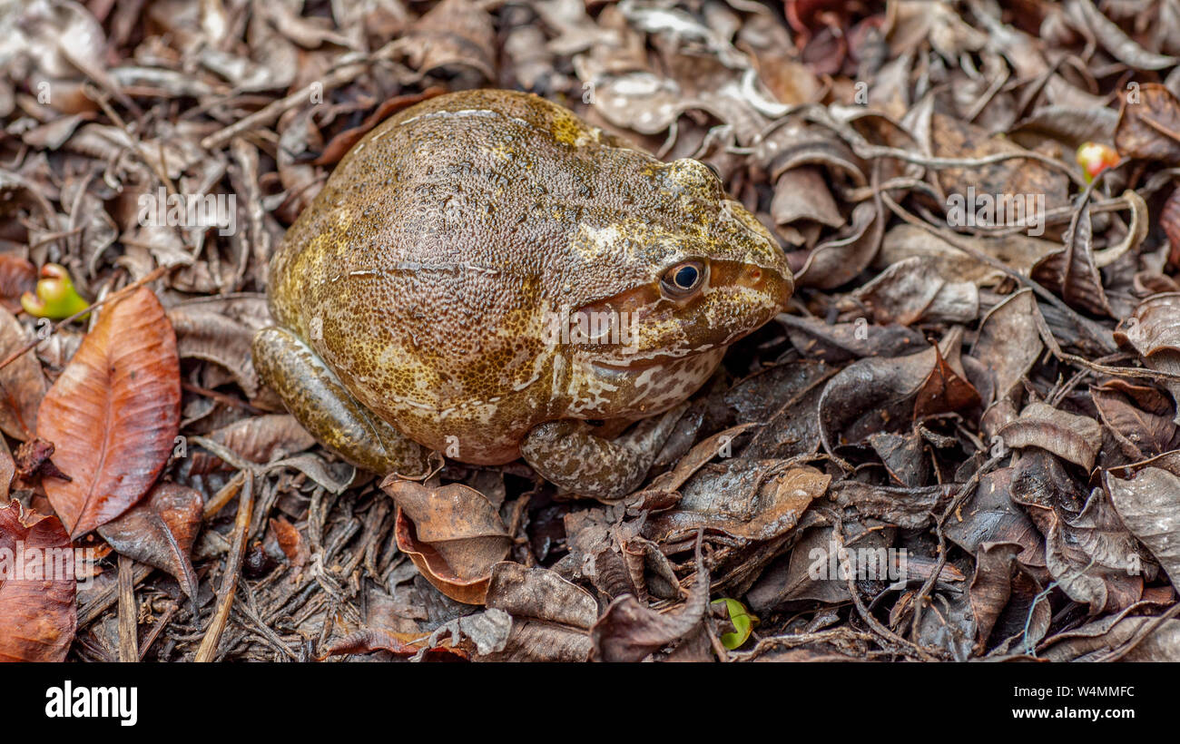 Smooth frog hi-res stock photography and images - Alamy