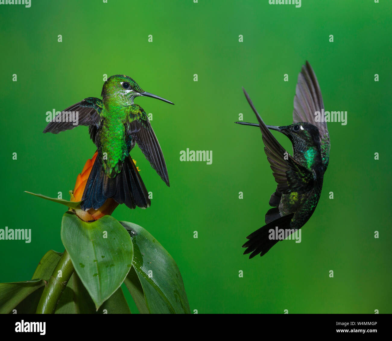 Competition Between Animals