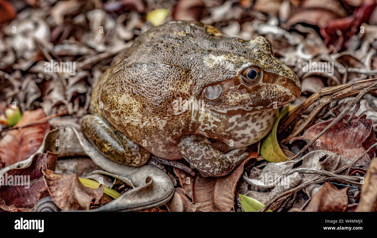 Smooth frog hi-res stock photography and images - Alamy