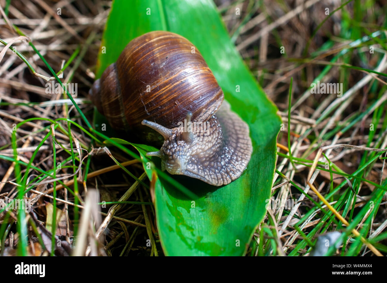 Snail armor hi-res stock photography and images - Alamy