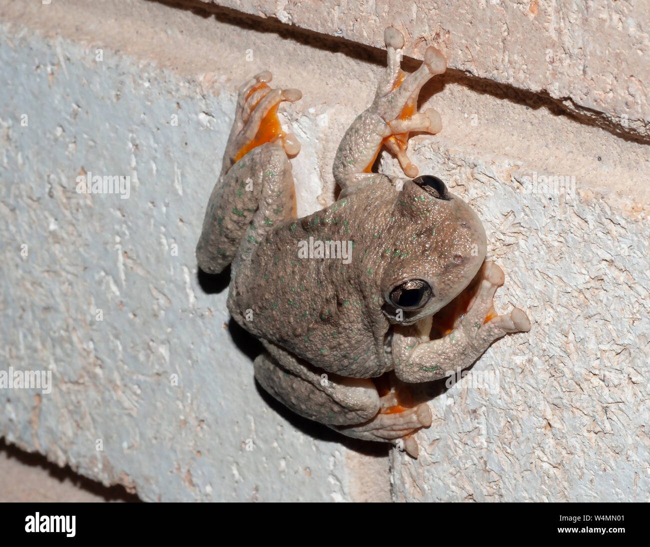 Perons Tree Frog High Resolution Stock Photography and Images - Alamy