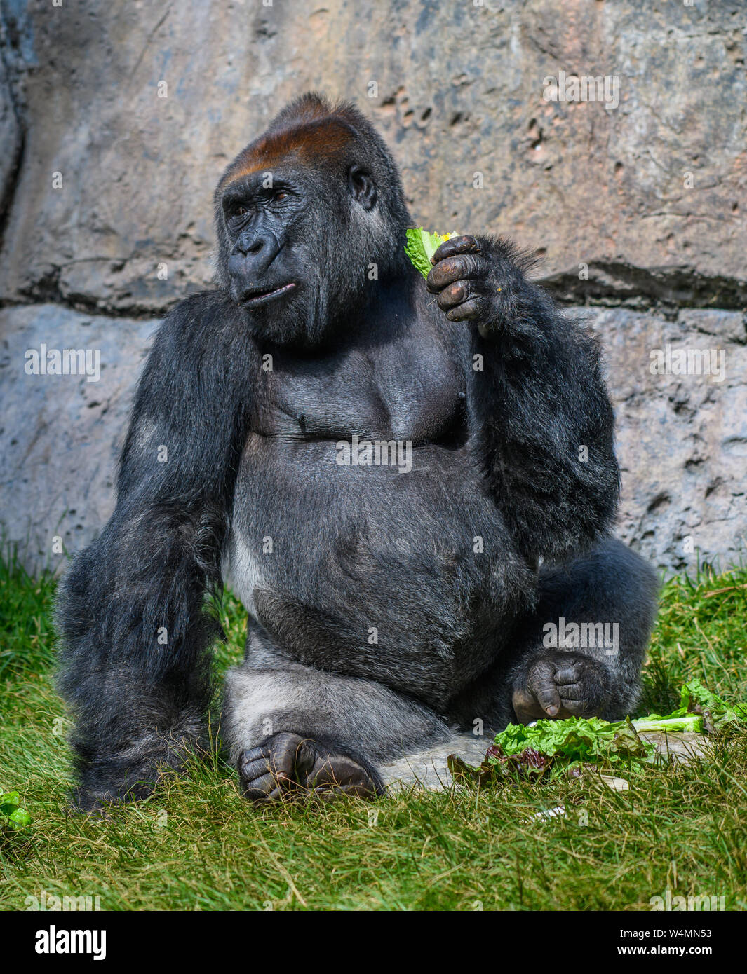 Gorilla Silver Back Stock Photo - Alamy