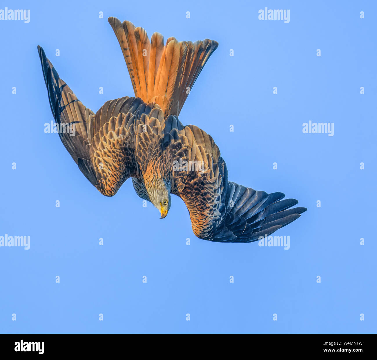 Red Kite in a Dive Stock Photo - Alamy