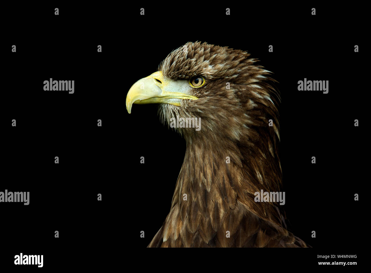 Eagle Side View Headshot Portrait With Black Background Stock Photo - Alamy