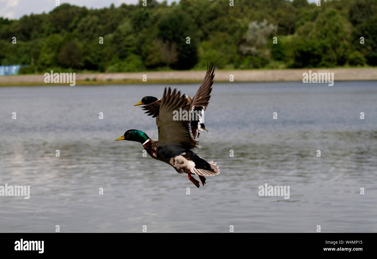 Mallard ducks flying hi-res stock photography and images - Alamy