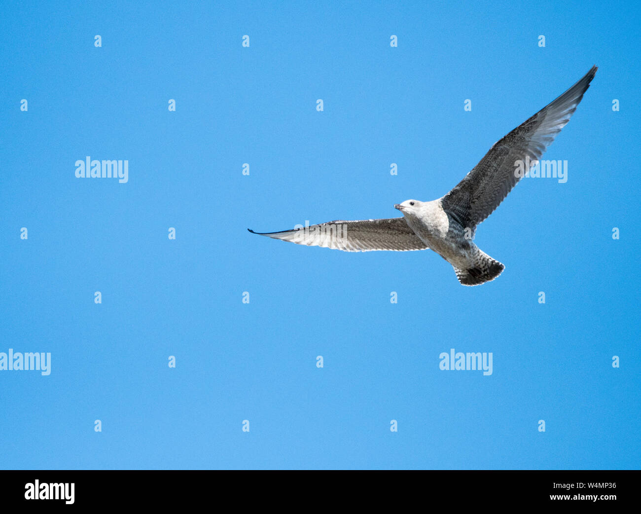 Juvenile gull feather hi-res stock photography and images - Alamy