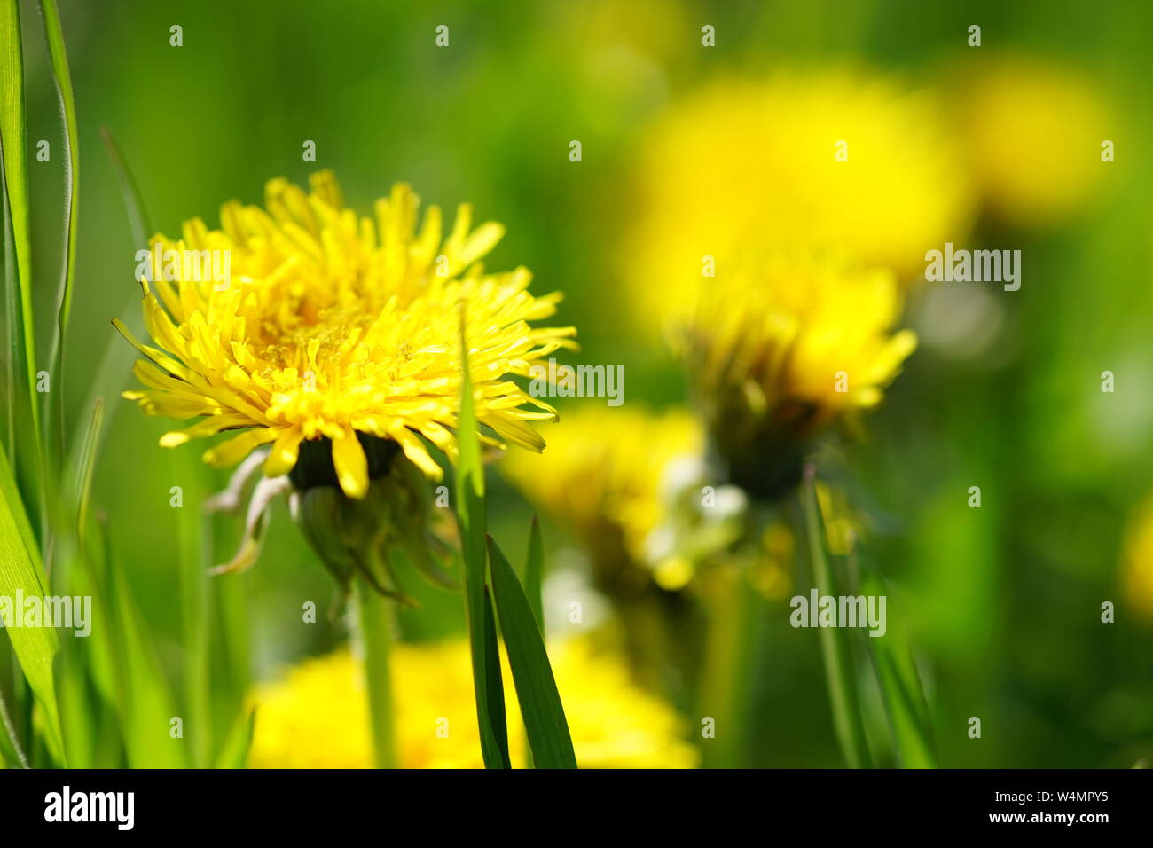 yellow dandelions grow in the sunny field, closeup, side view Stock ...