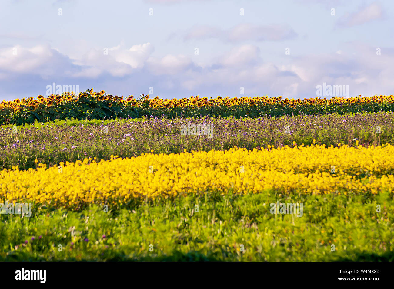 Wild flowers plantation - natural scenery Stock Photo - Alamy