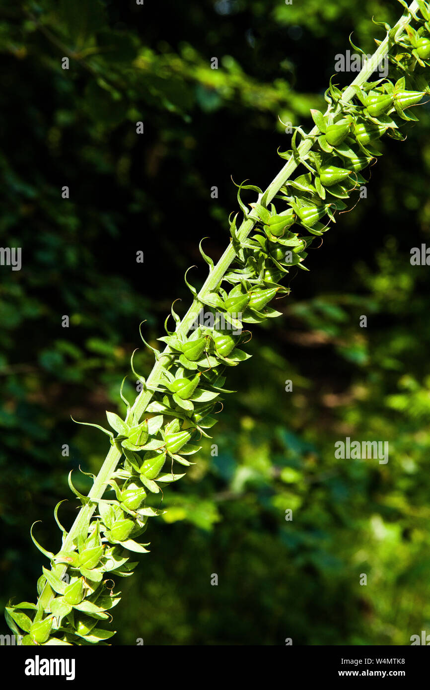 The long stem of a foxglove plant after all the flowers have died and ...
