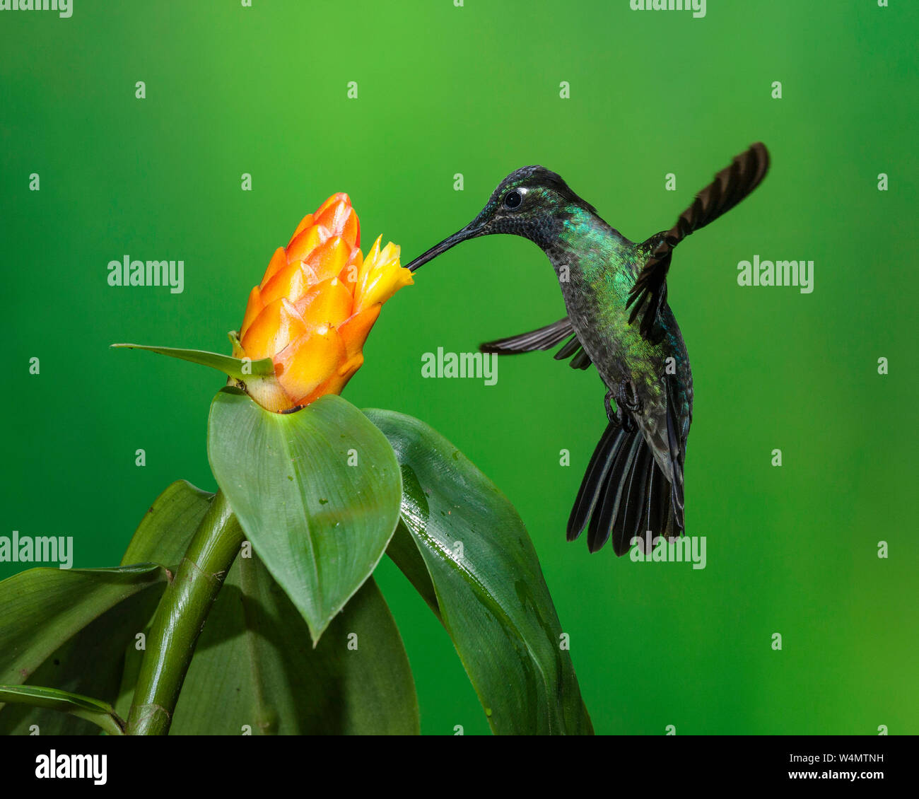Animals, Birds, A male Magnificent Hummingbird, Eugenes fulgens, feeds ...