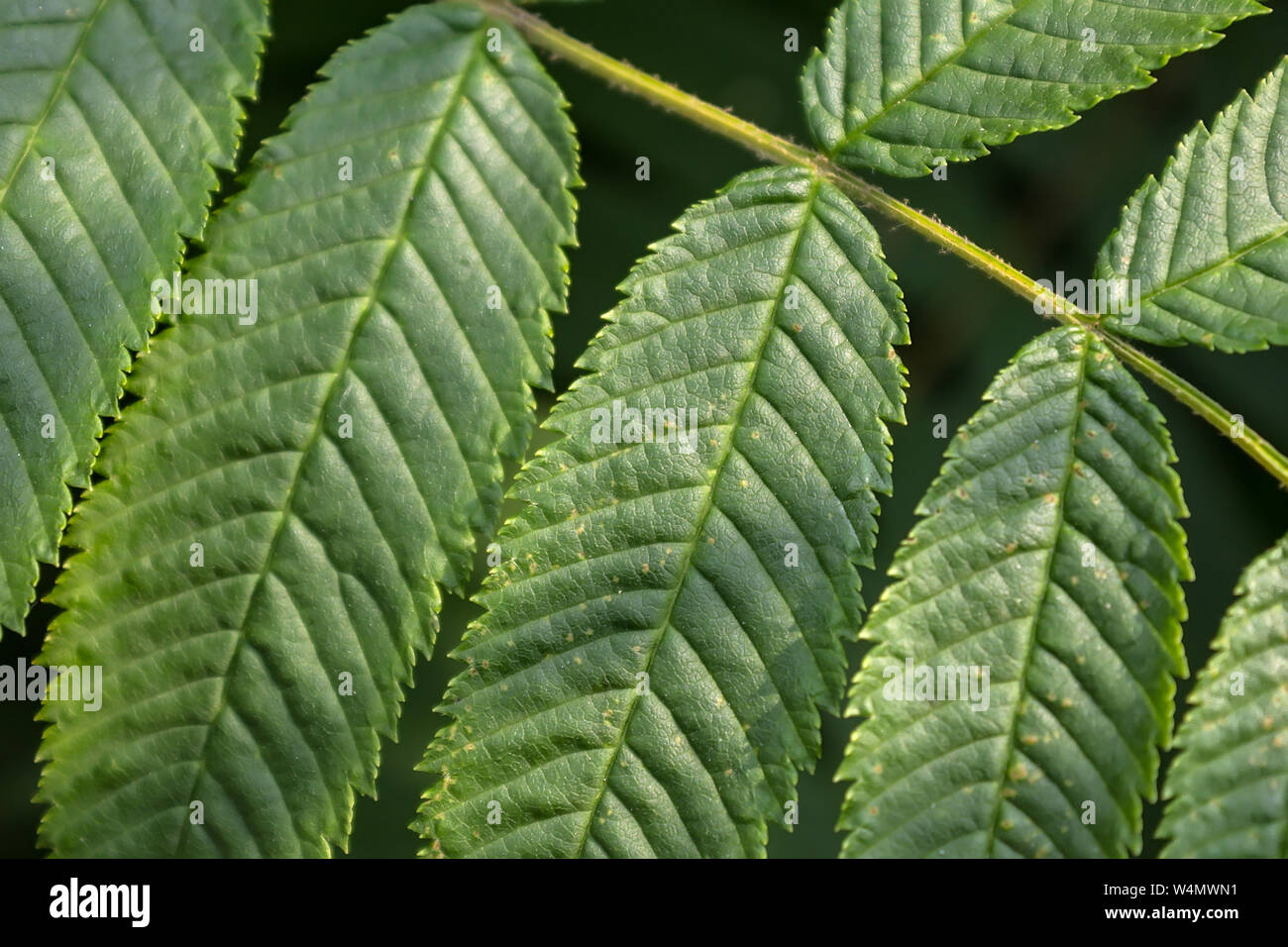 Oblong leaves hi-res stock photography and images - Alamy