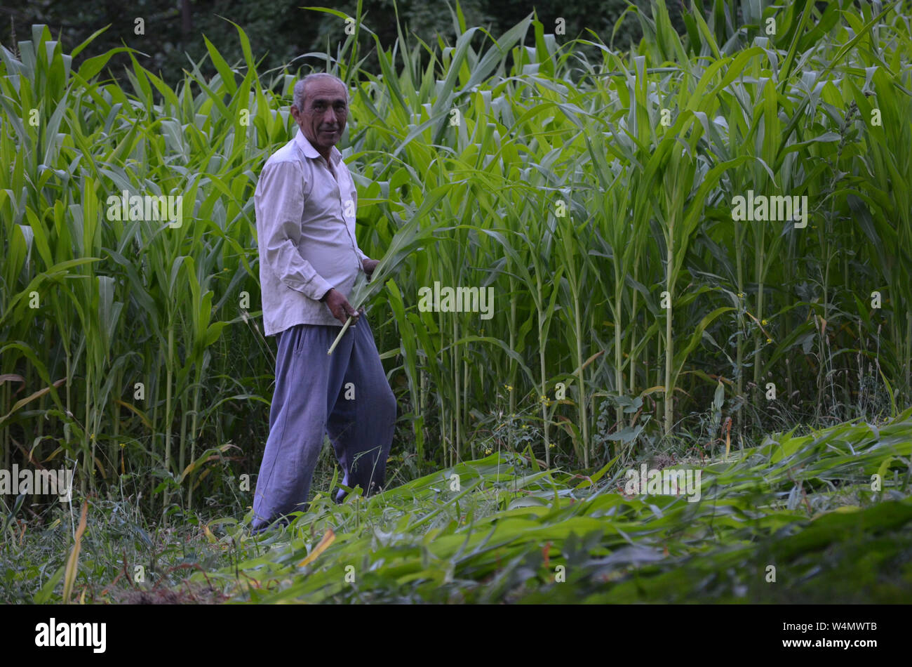 Farmers tending a corn field near the village of Uhum, Nuratau ...