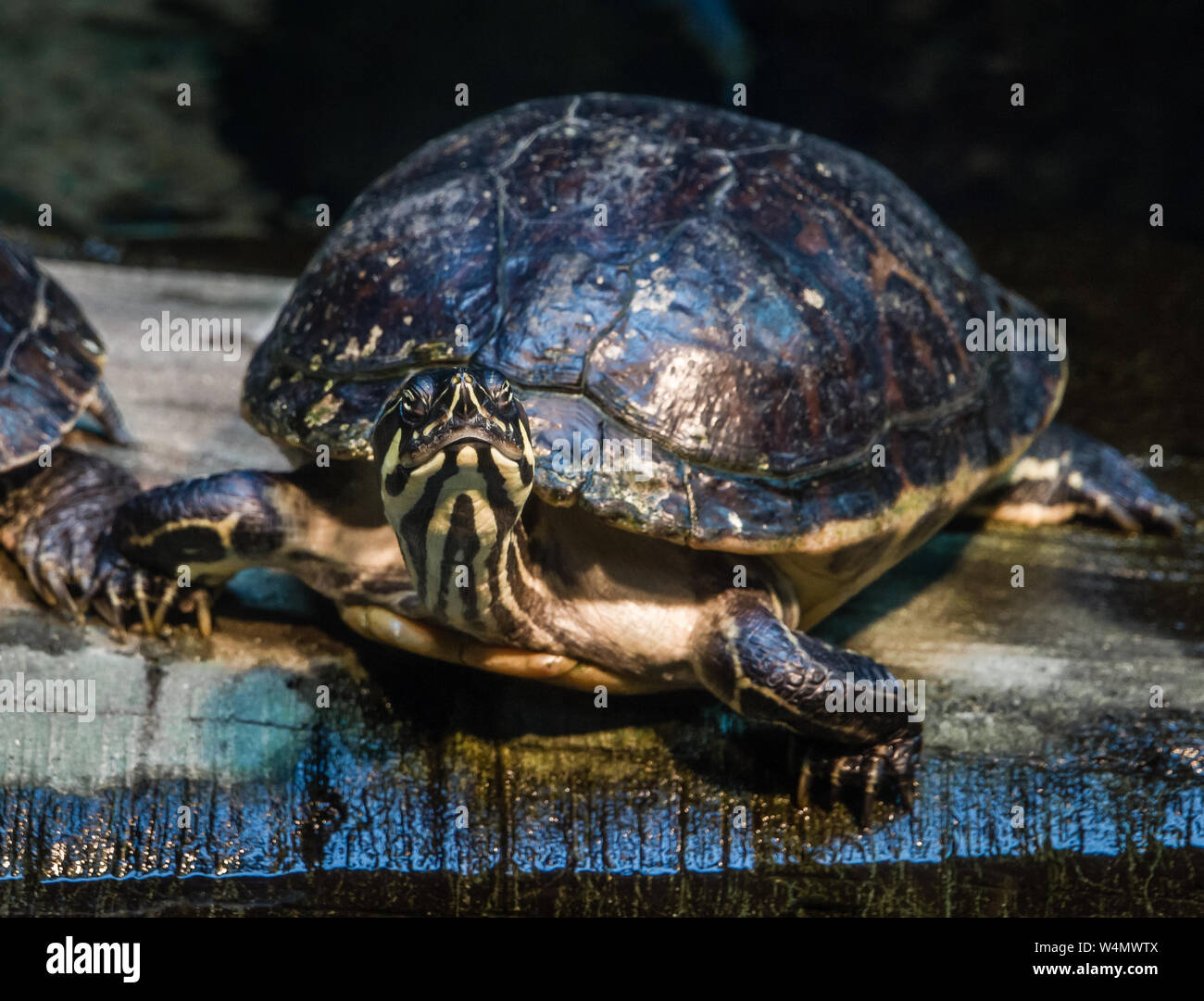 12 June 2019. Yellow bellied terrapin Stock Photo - Alamy