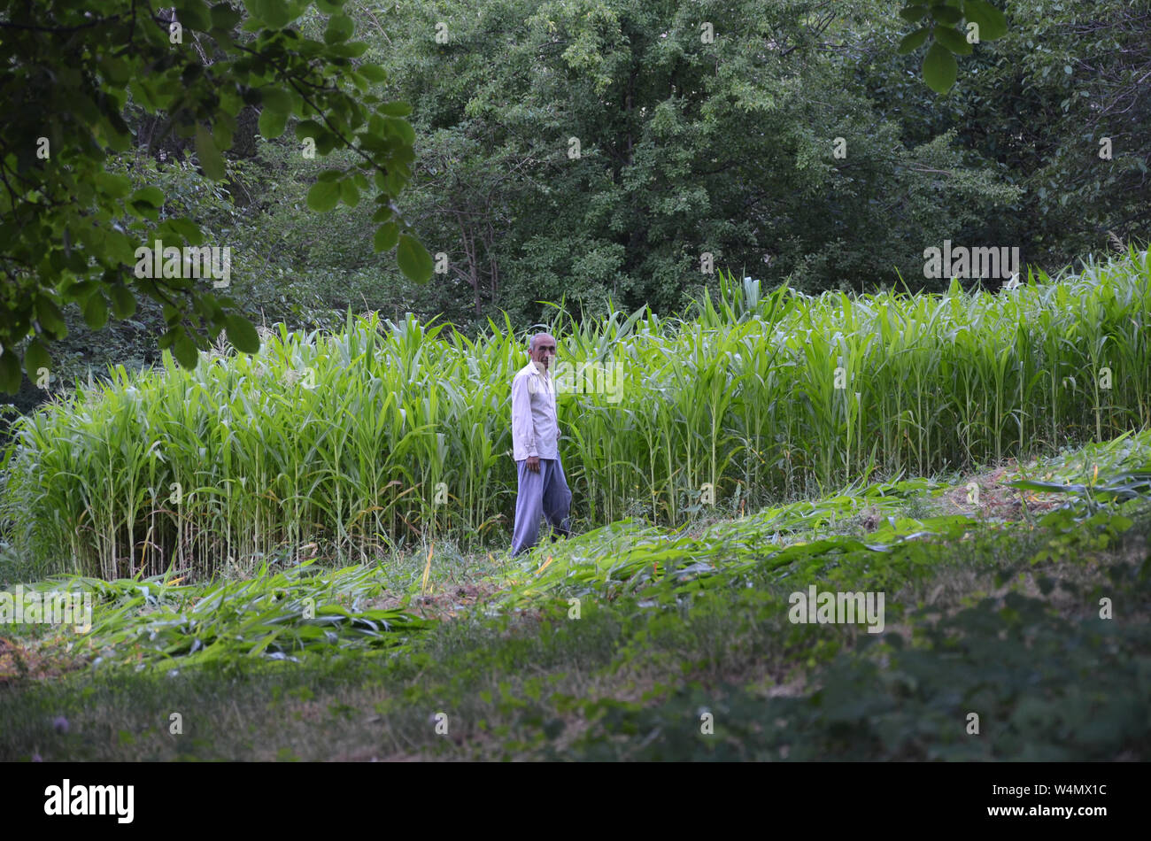 Farmers tending a corn field near the village of Uhum, Nuratau ...
