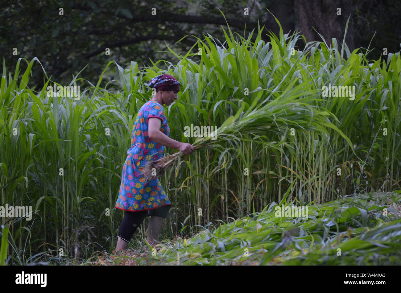 Farmers tending a corn field near the village of Uhum, Nuratau ...