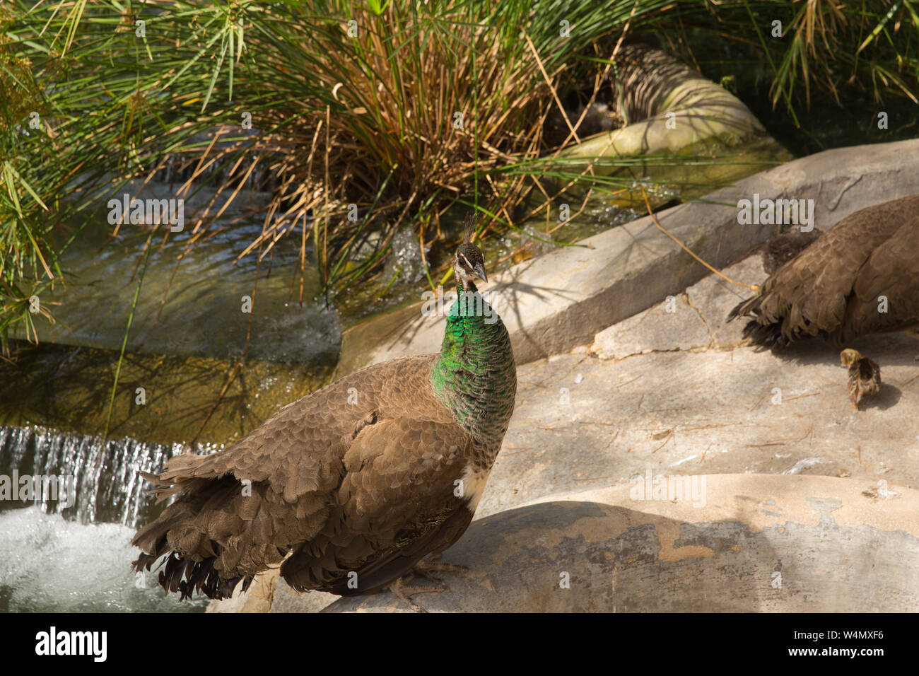 Peacock with plumage reina sofia park guardamar del segura costa hi-res ...