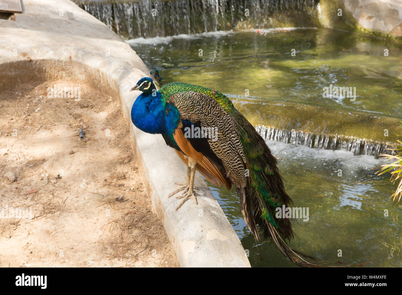 Peacock by a waterfall Reina Sofia Park Guardamar del Segura Costa ...