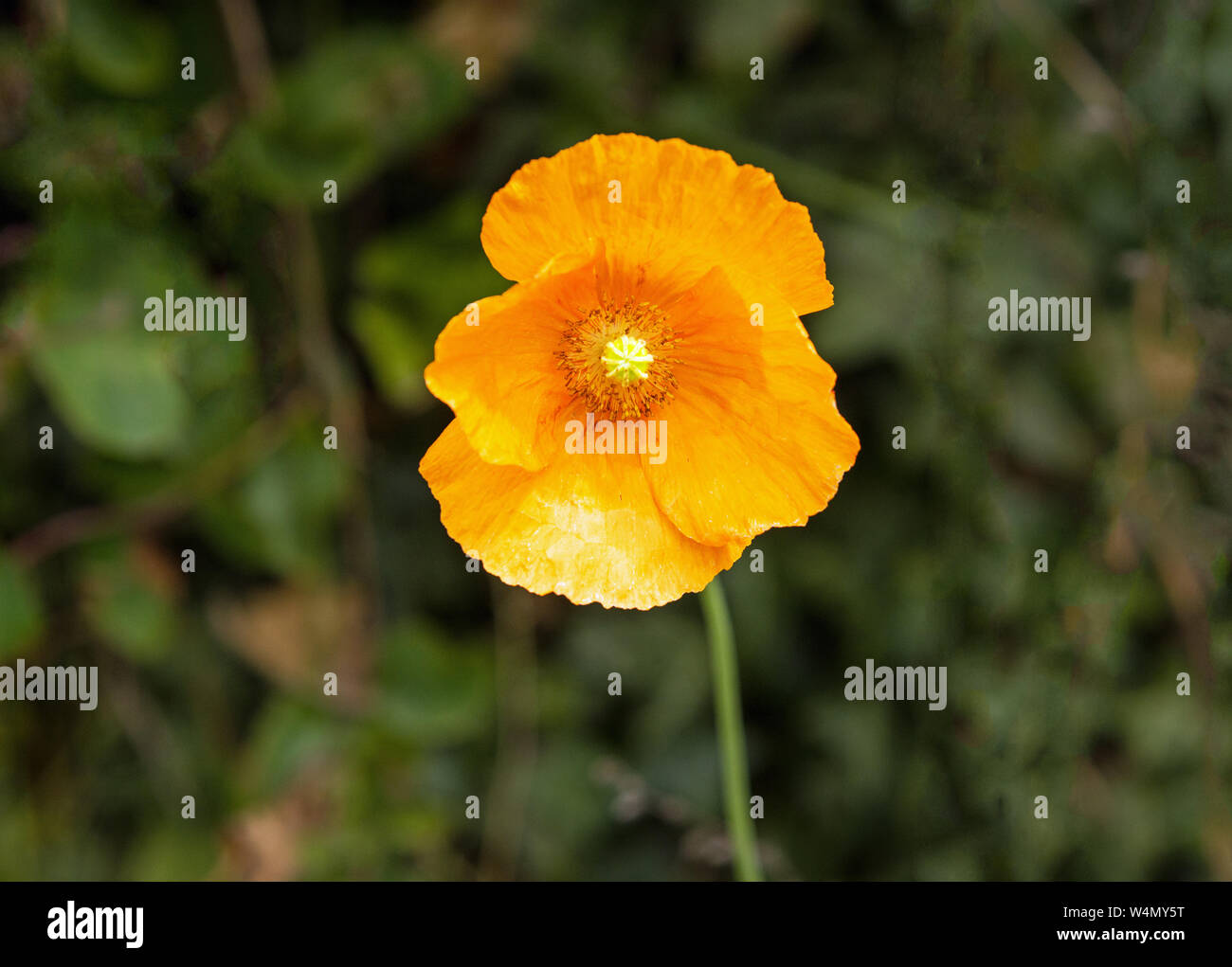 Orange coloured poppy Stock Photo - Alamy