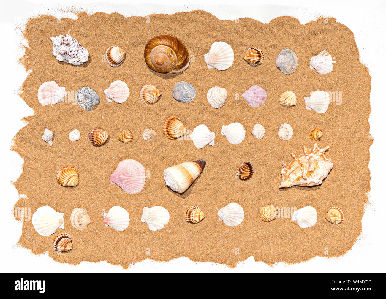 Flat lay pattern of colorful and various seashells on sea sand with ...