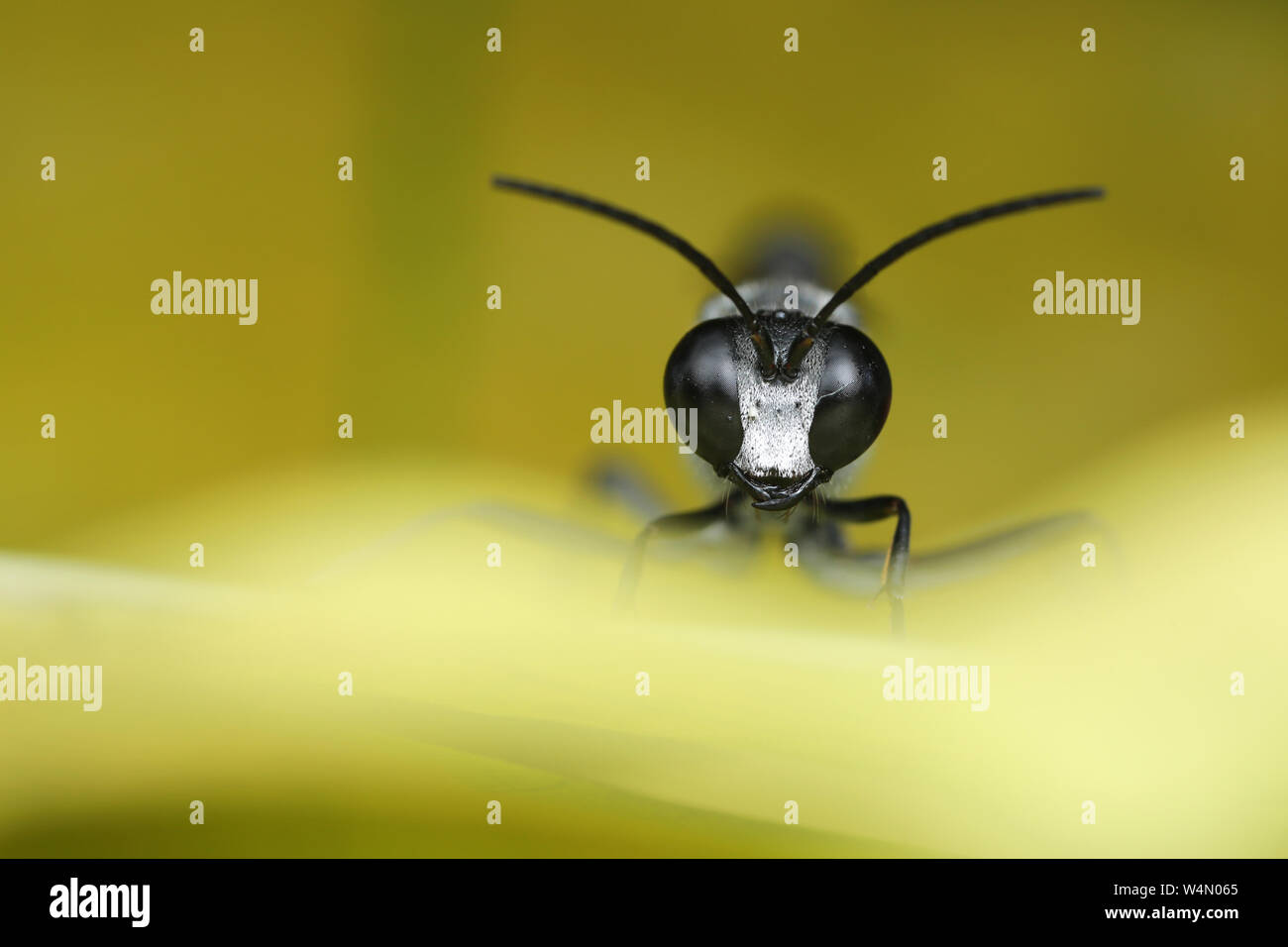 Digger Wasp on yellow leaf Stock Photo - Alamy