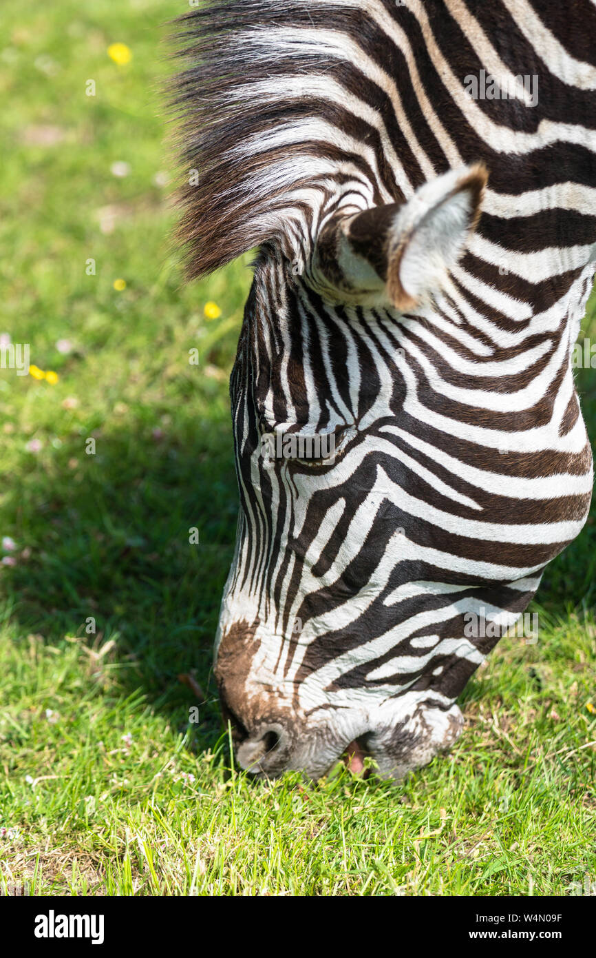 Chester zoo england hi-res stock photography and images - Alamy