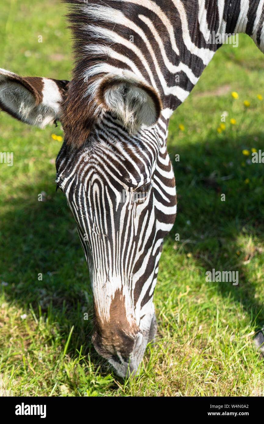 Zoo chester zebra hi-res stock photography and images - Alamy