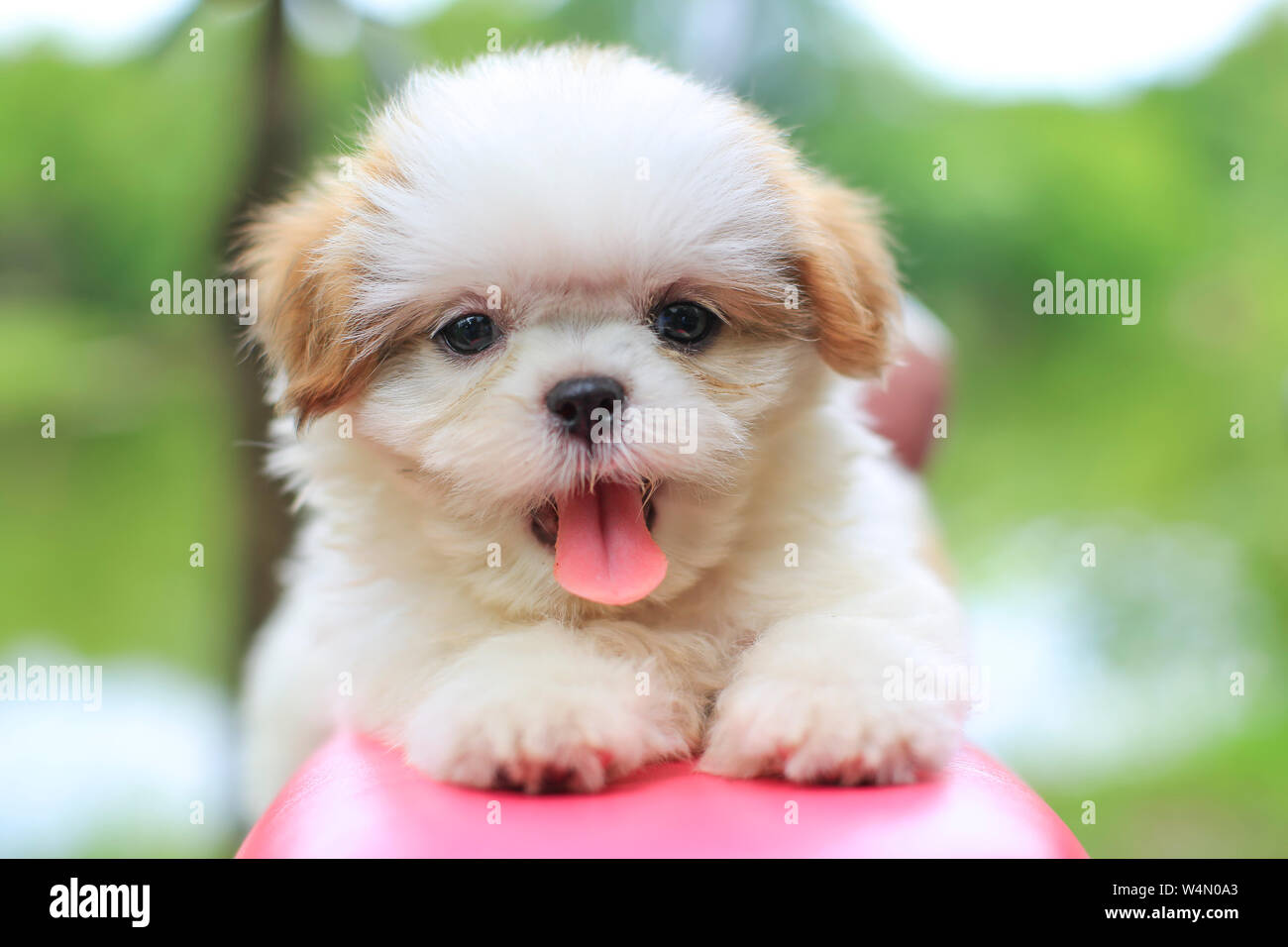 Closeup Cute Puppy Stock Photo Alamy
