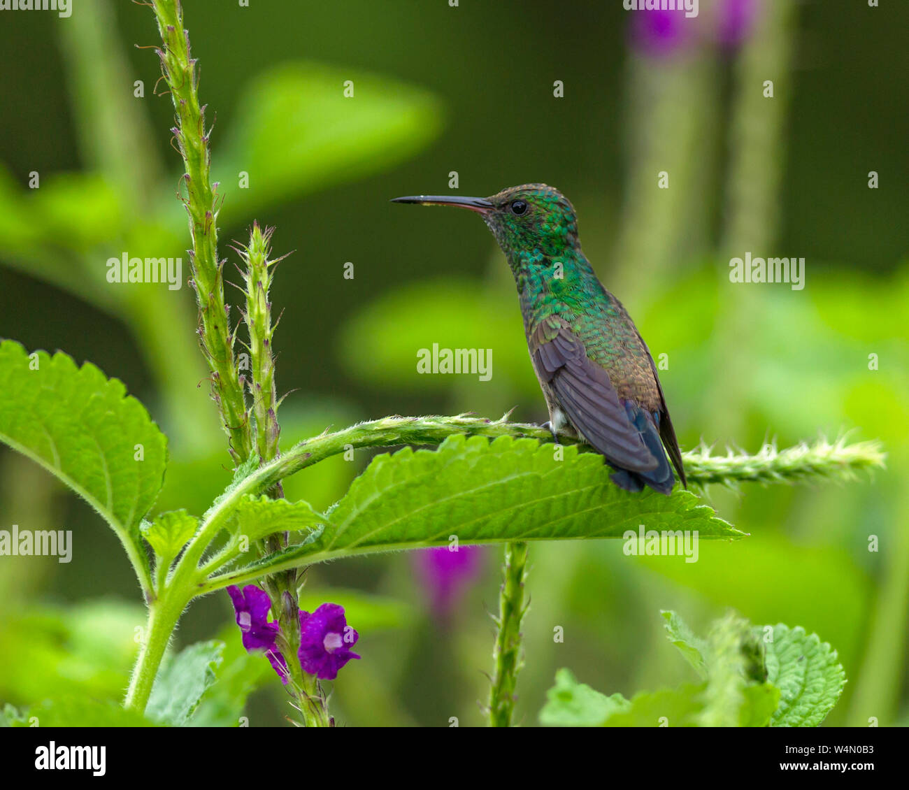 Animals, Birds, A male Steely-vented Hummingbird, Amazilia saucerrottei ...