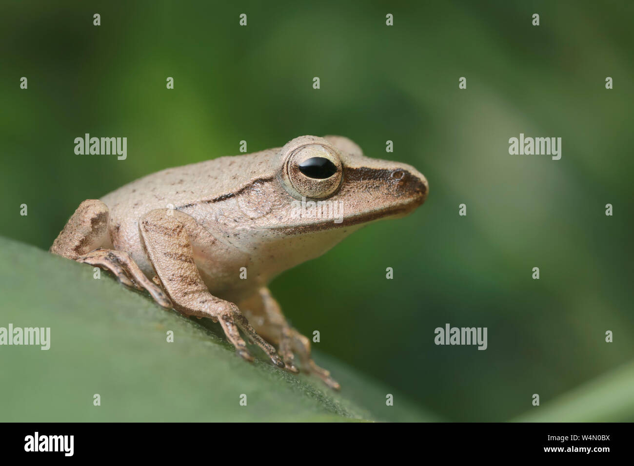 Green asian tree frog sitting hi-res stock photography and images - Alamy
