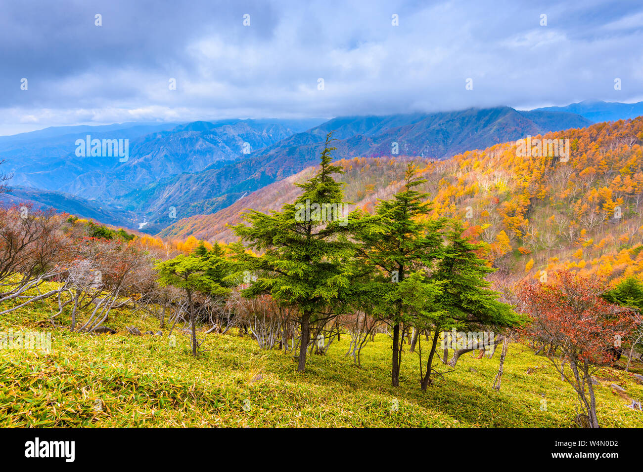Nikko nikko hi-res stock photography and images - Alamy