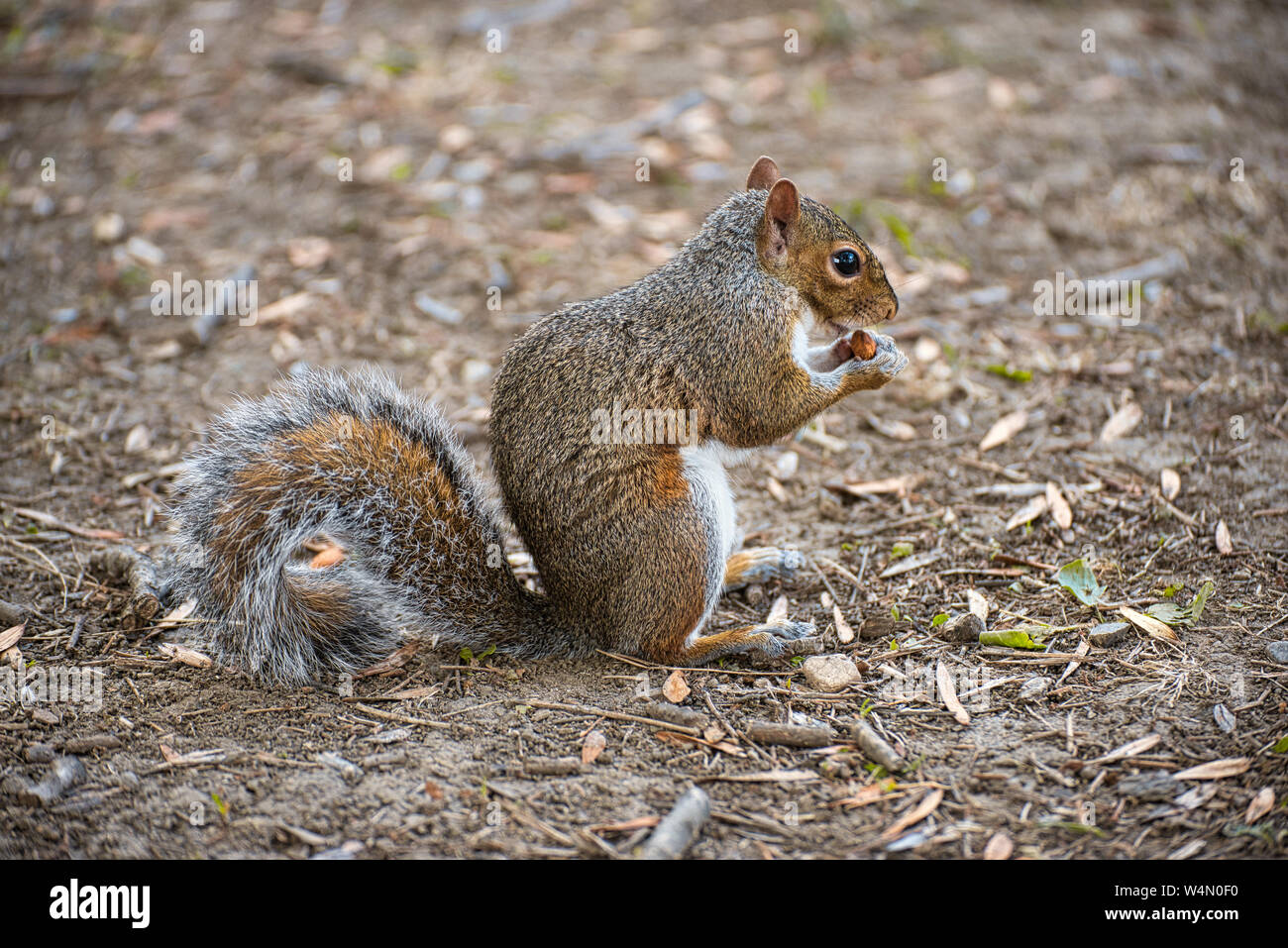 Parco Castello Legnano Stock Photo - Alamy