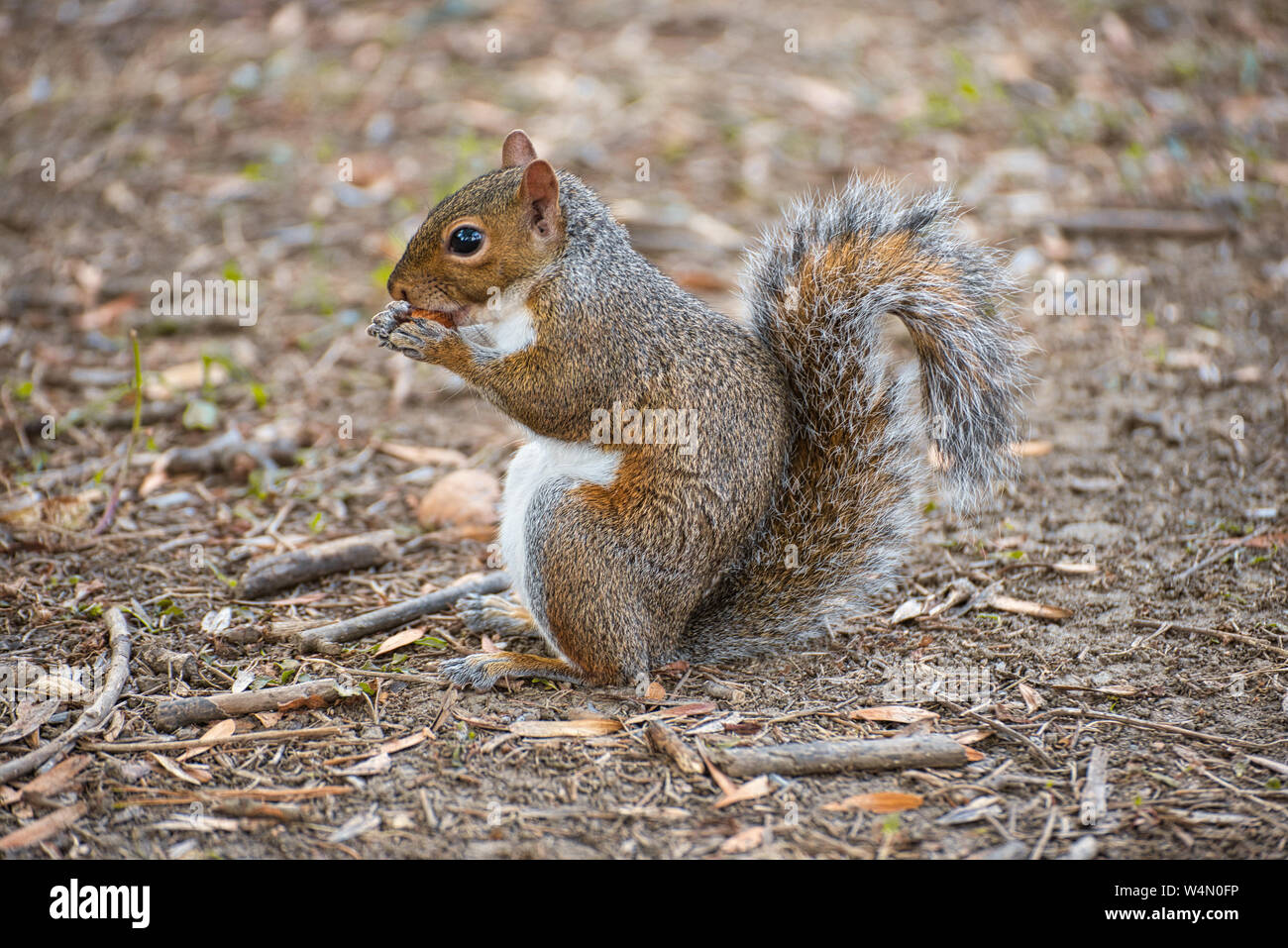 Parco Castello Legnano Stock Photo - Alamy