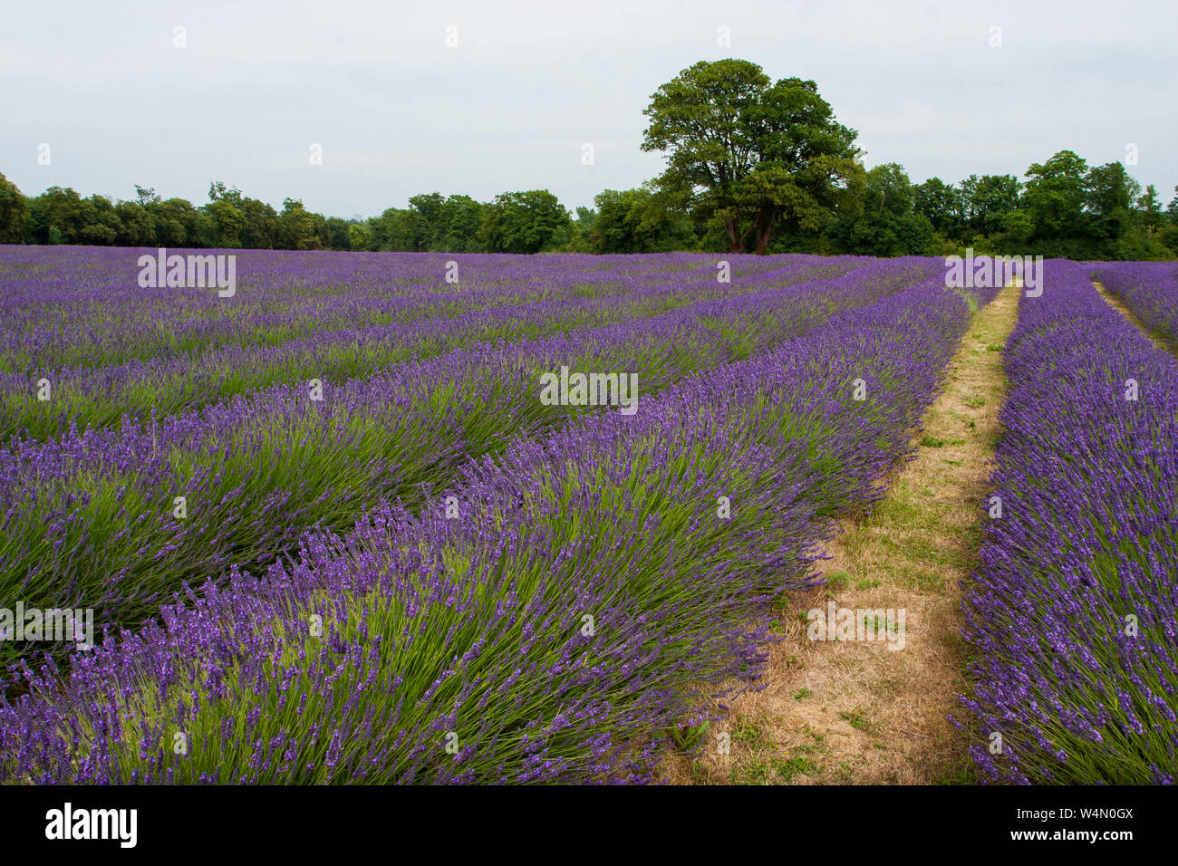Parallel rows of English Lavender being grown in the countryside Stock Photo - Alamy