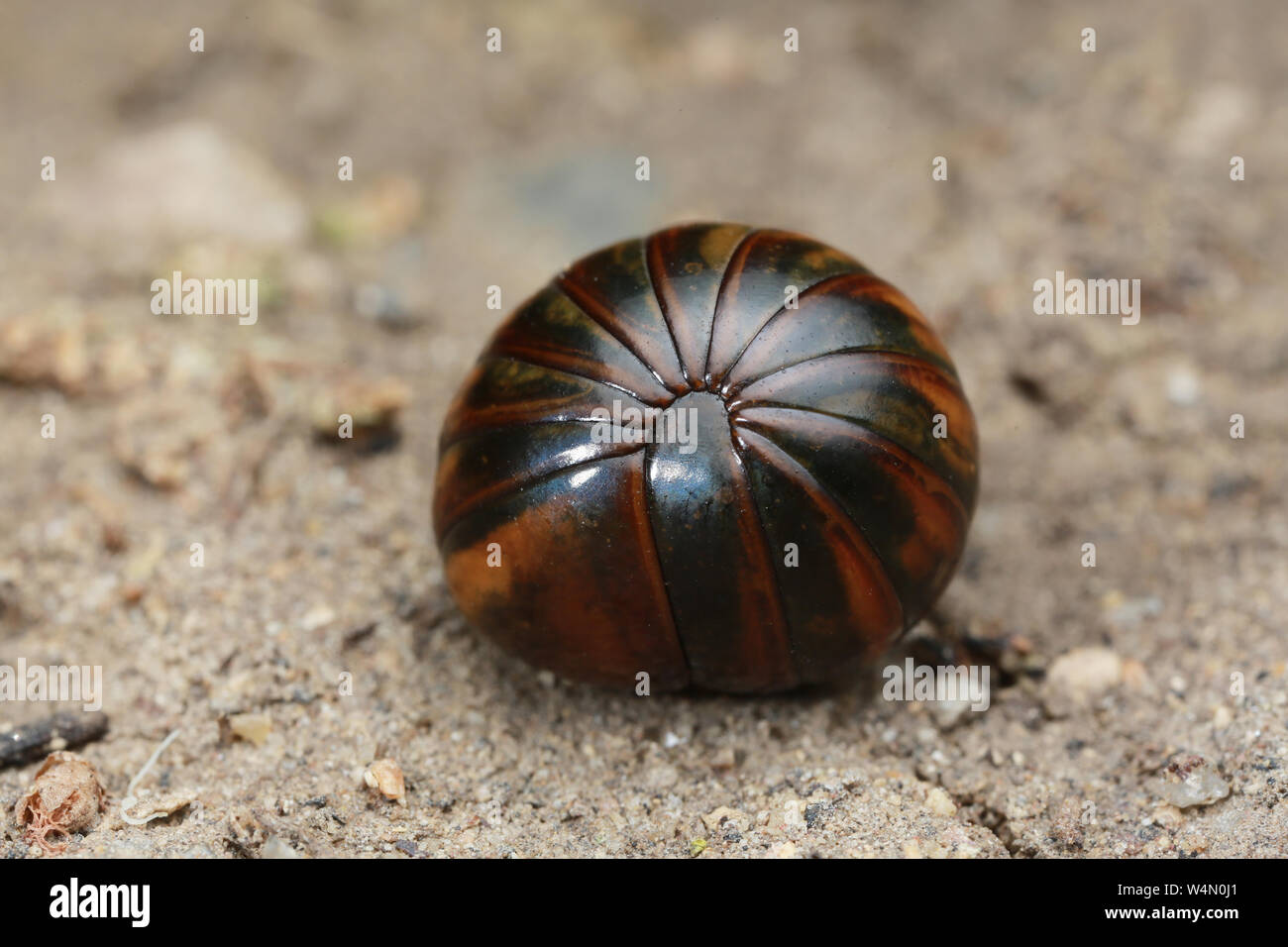 Millipede spider hi-res stock photography and images - Alamy