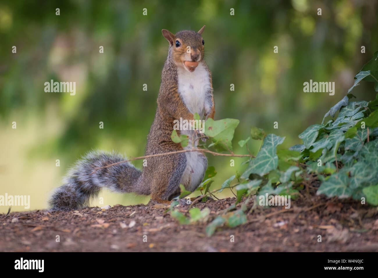 Parco Castello Legnano Stock Photo - Alamy