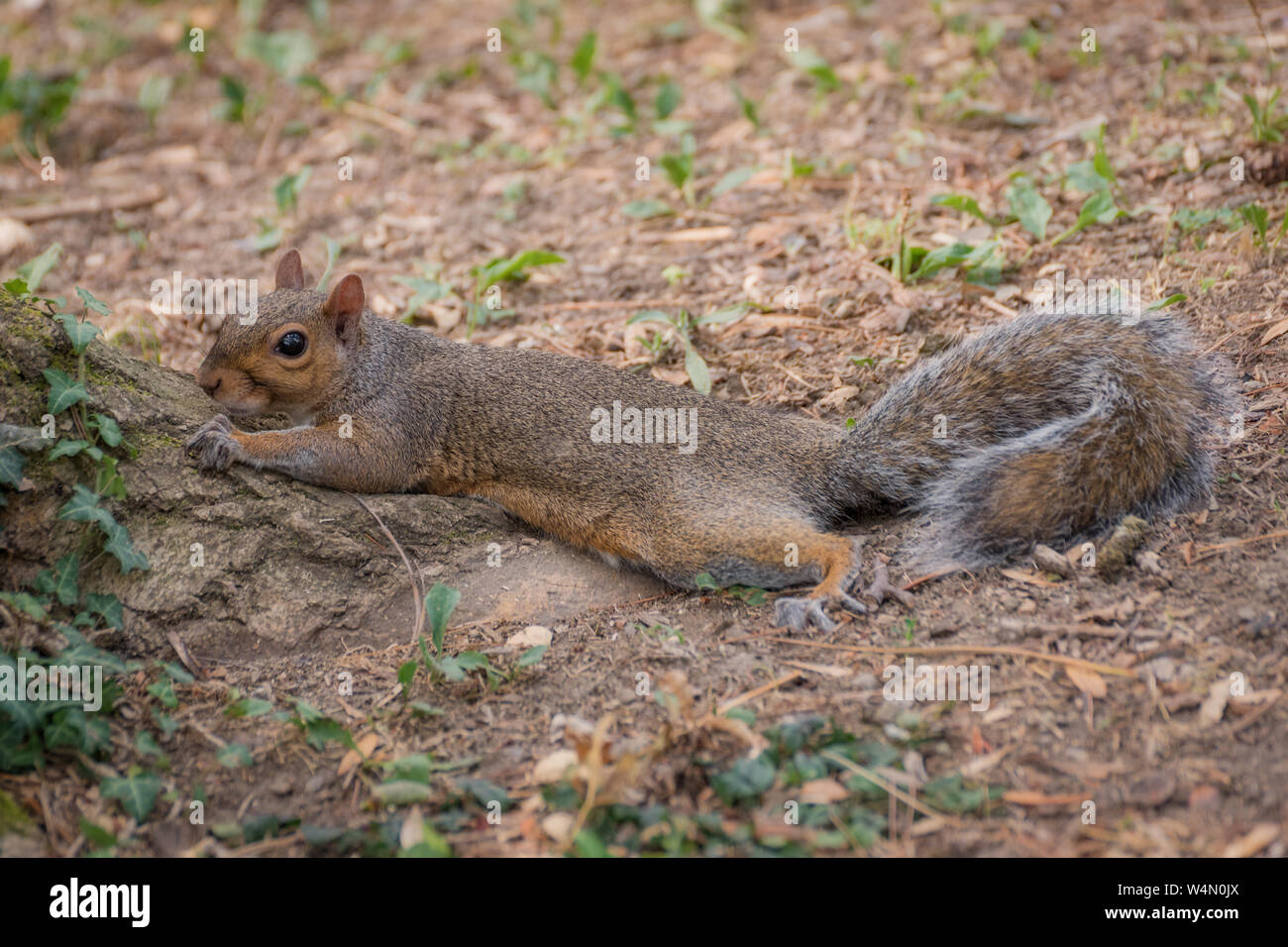 Parco Castello Legnano Stock Photo - Alamy