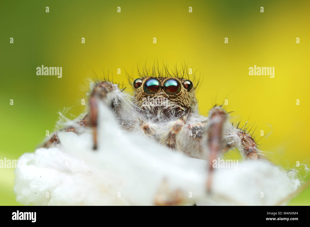 Dead hive hi-res stock photography and images - Alamy