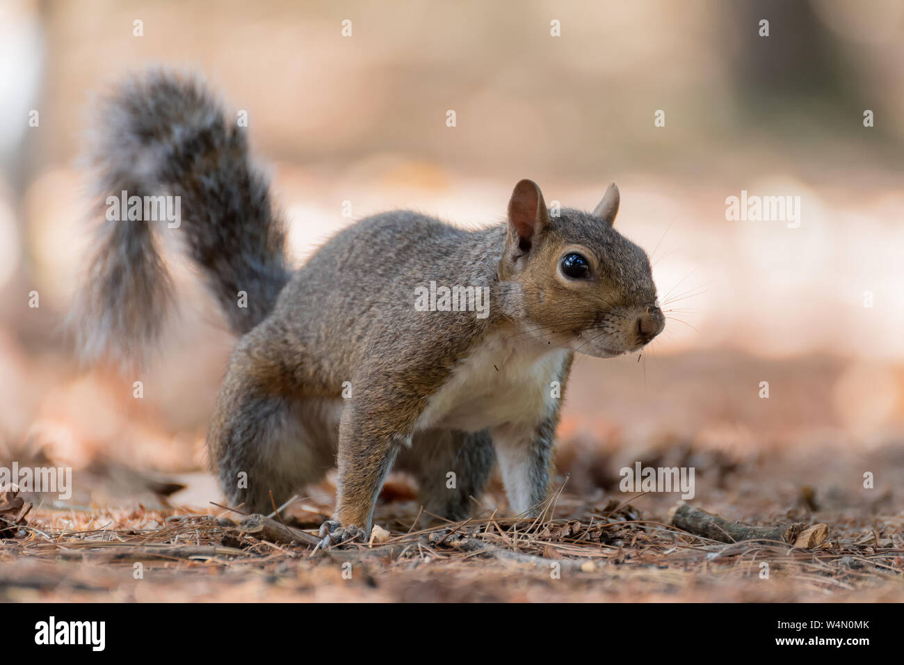 Parco Castello Legnano Stock Photo - Alamy